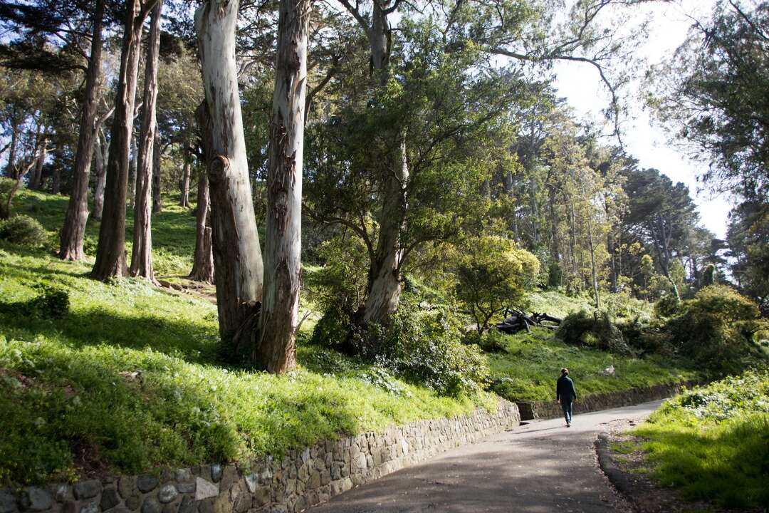 Insider's guide to Buena Vista Park, a SF urban oasis