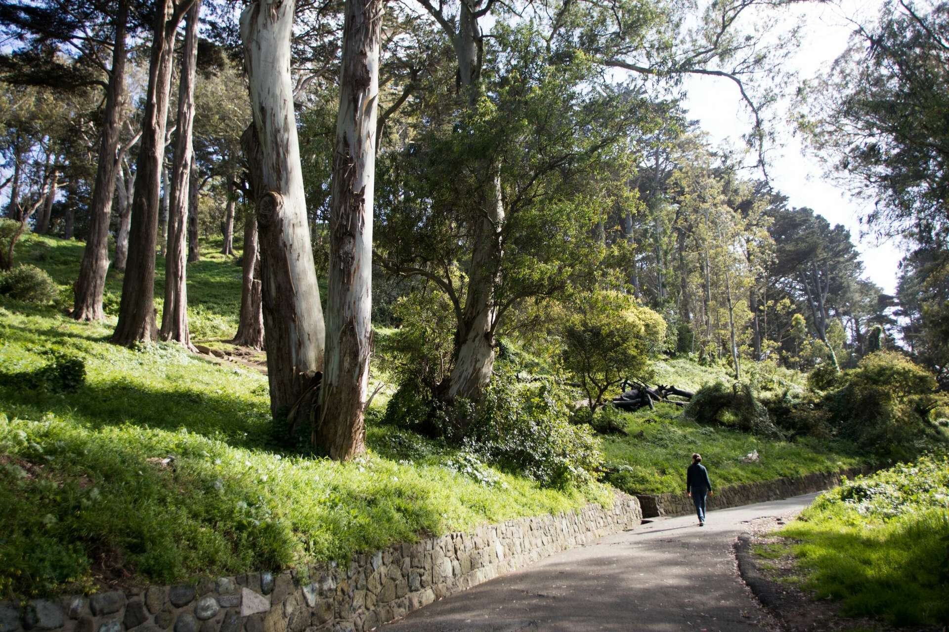 Insider's guide to Buena Vista Park, a SF urban oasis