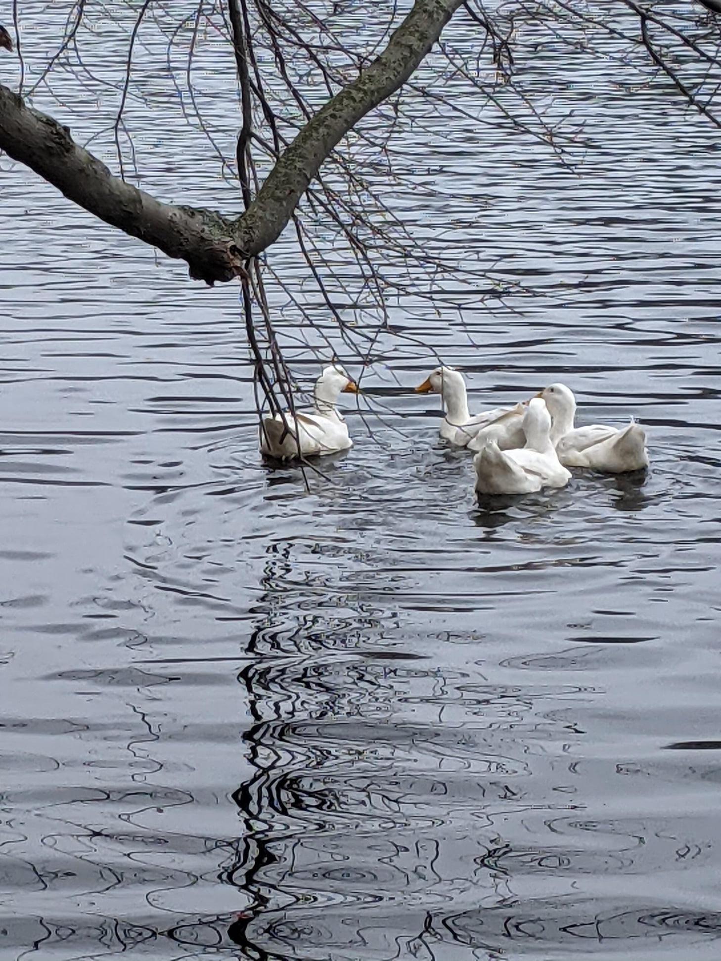 Newtown officials concerned after domestic ducks dumped near pond