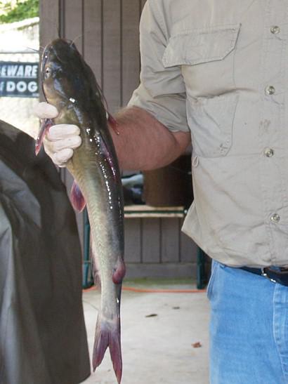 LeBlanc: Fish tales that are seldom heard