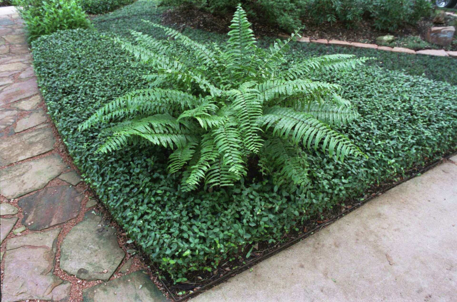 Texas A&M experts offer garden advice about hedges and ground cover