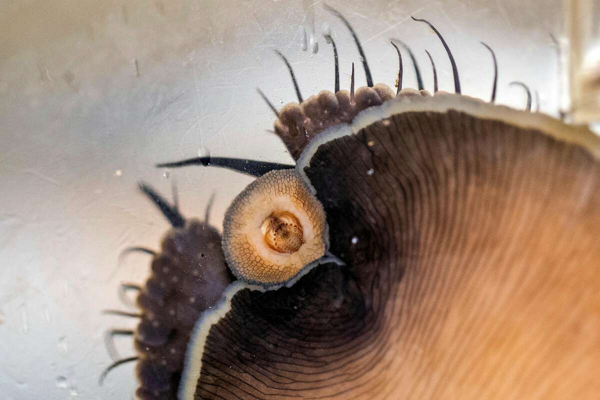 Abalone diving is banned, and work goes on to restore the giant sea ...