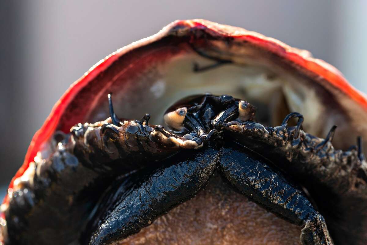 Abalone diving is banned, and work goes on to restore the giant sea ...