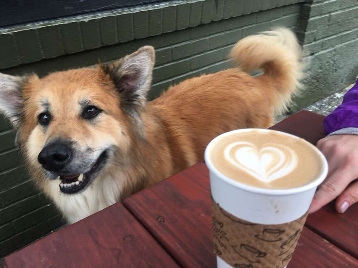Pups, suds and grub: 16 dog-friendly bars, restaurants with patios in ...