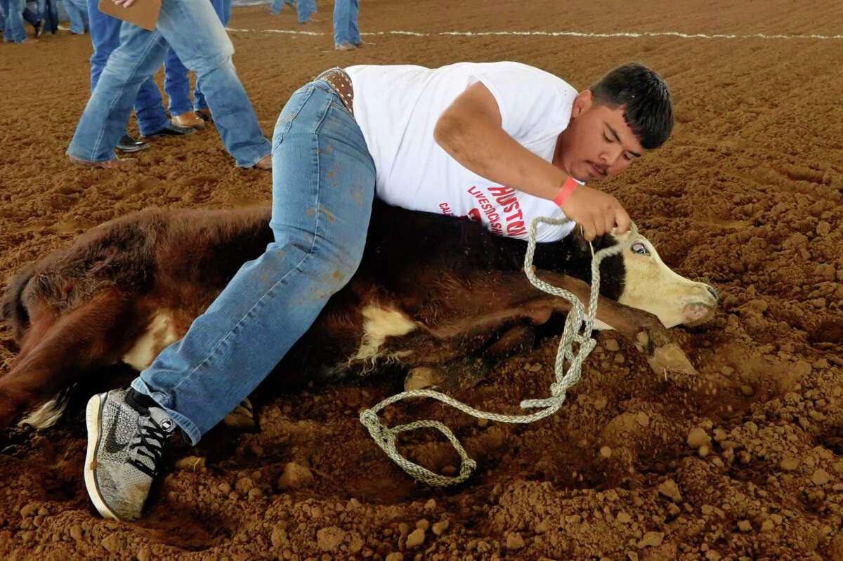 As show must go on, RodeoHouston calf scramble comes to Katy