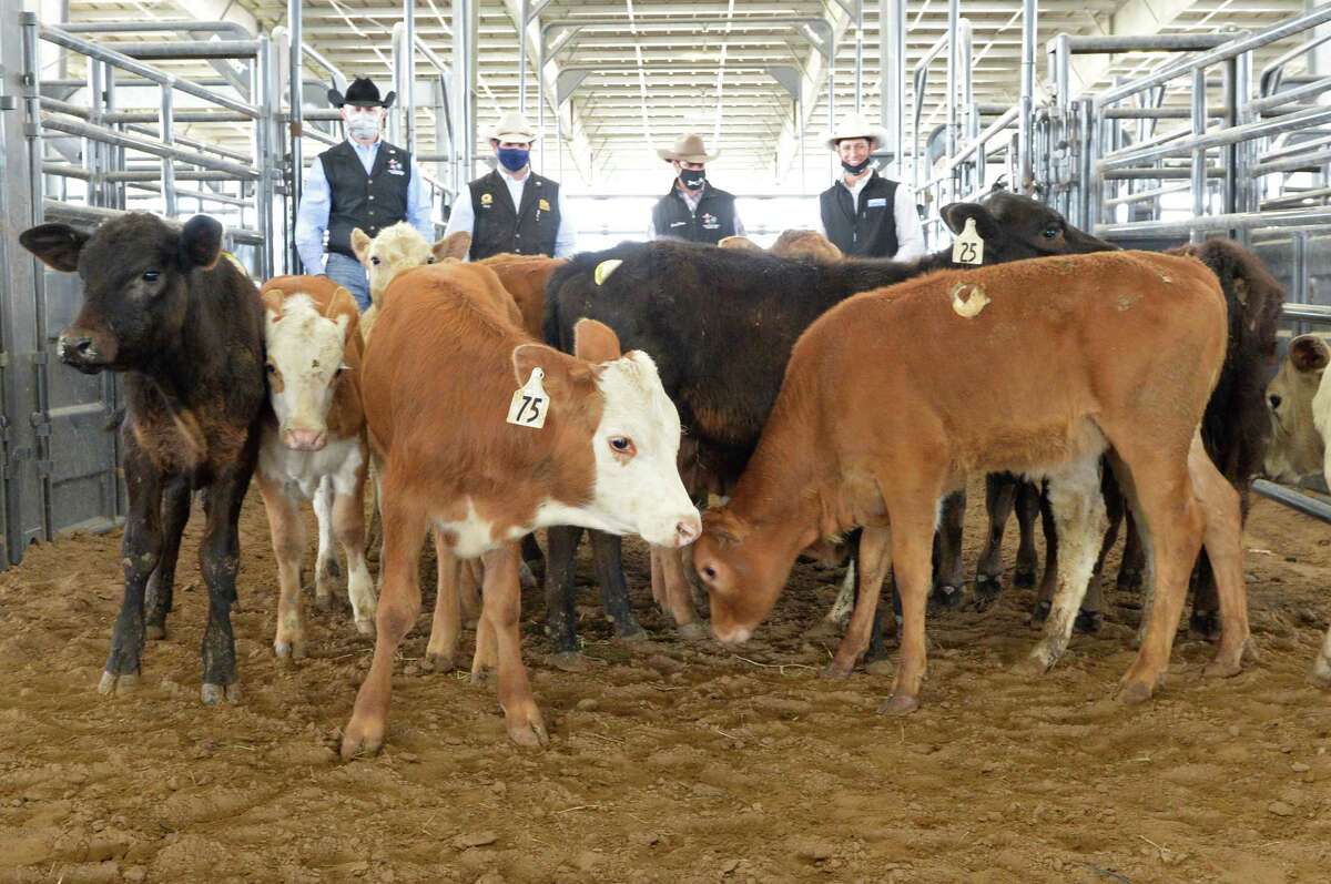 As show must go on, RodeoHouston calf scramble comes to Katy
