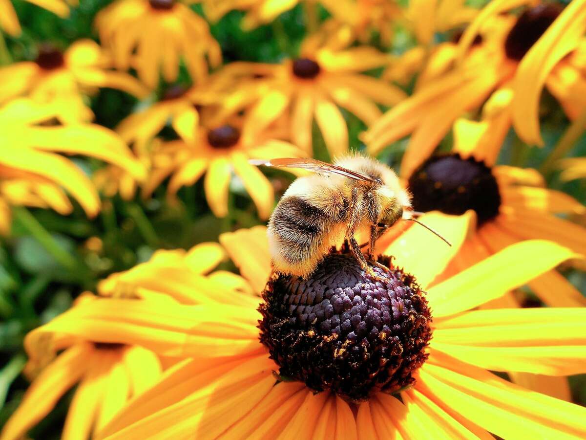 Pollinator gardens are popular and easy