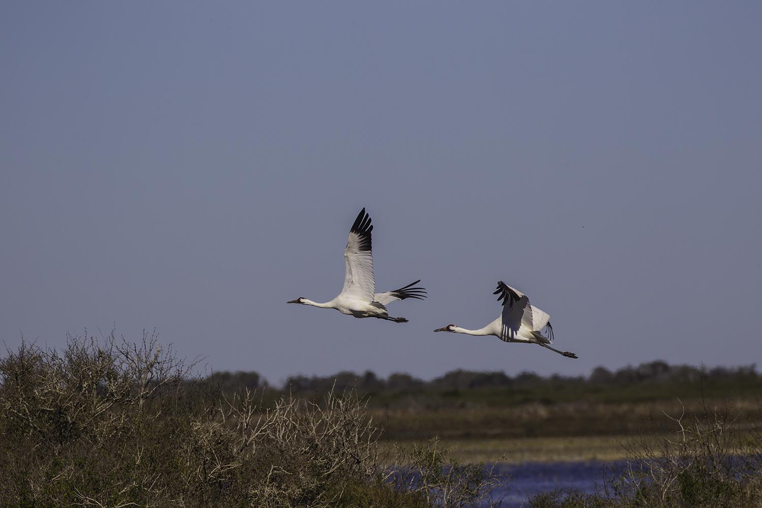Whooping cranes finally nesting in Texas again