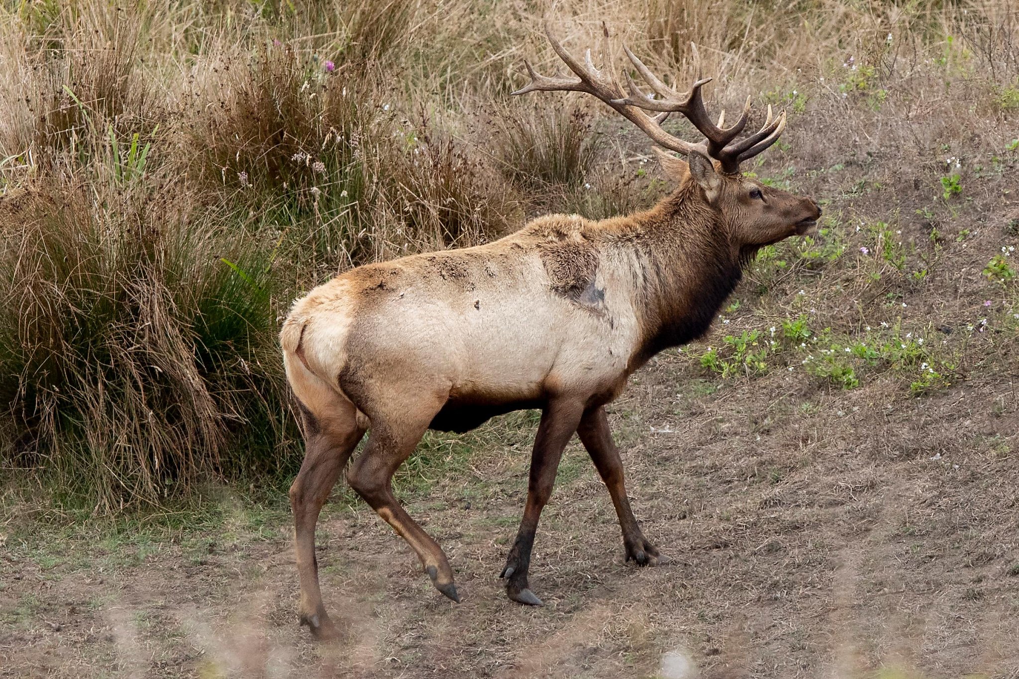 Point Reyes plan for cattle ranches, elk herds faces impassioned ...