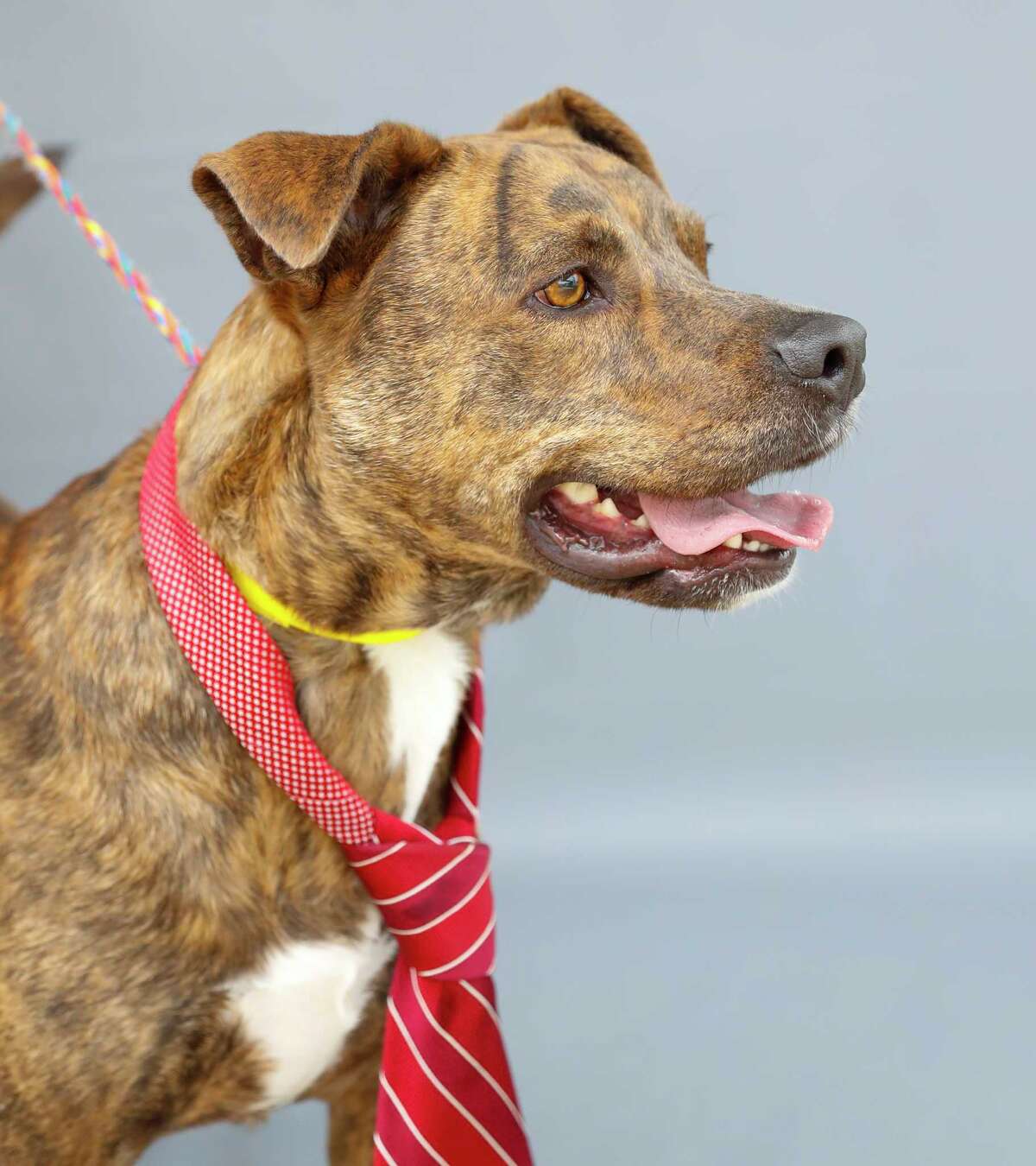 Pets of the Week: Harris County Pets