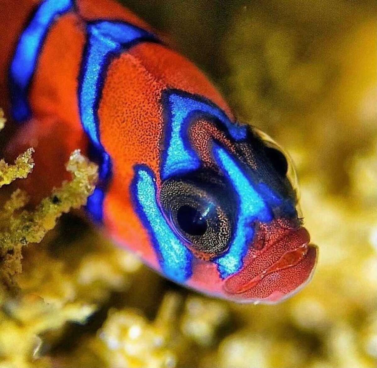 Poacher busted with $5,000 worth of fish by snorkeling Calif. officer ...