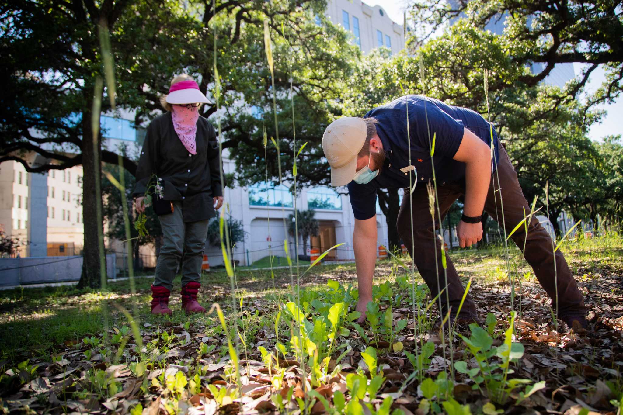 Radishes and rye grass: Digging into new soil techniques at Hermann Park
