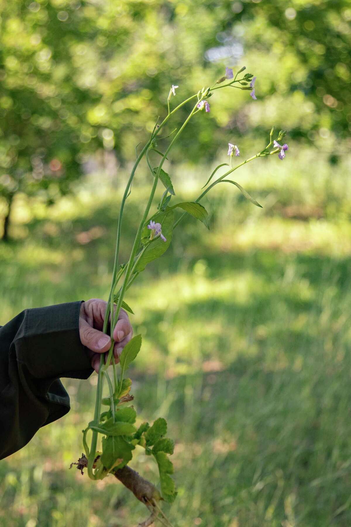 Radishes and rye grass: Digging into new soil techniques at Hermann Park