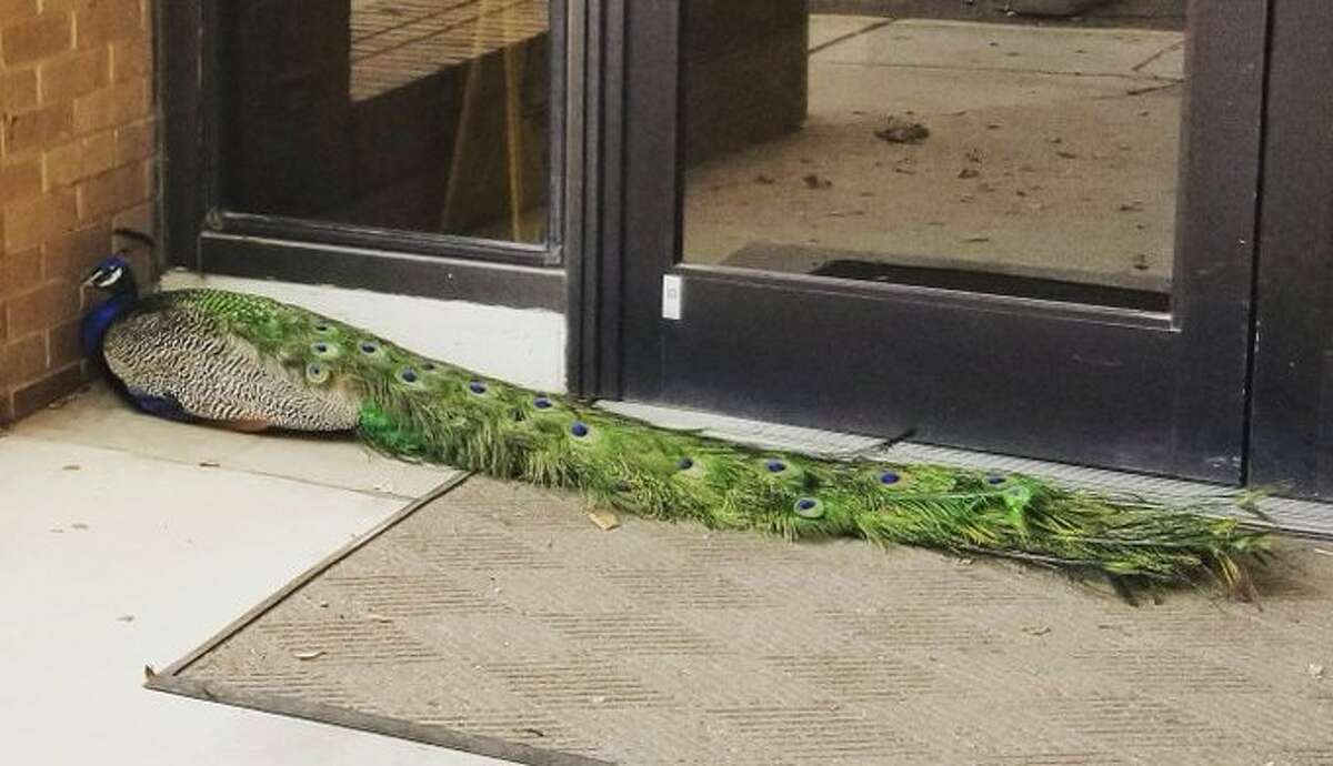 San Antonio man shows up to work to find gorgeous peacock standing guard