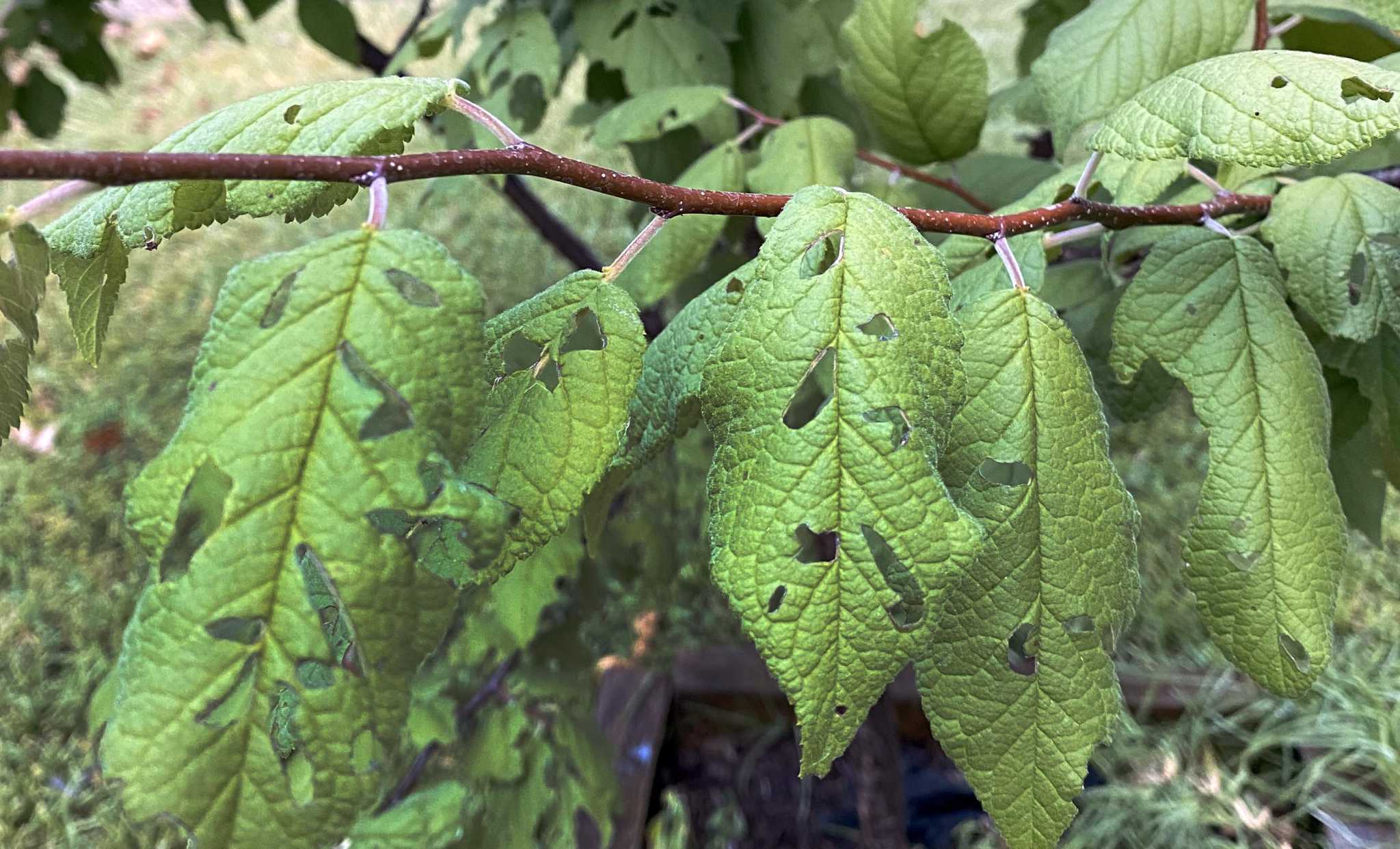 No good treatment for bacterial leaf spot on plants