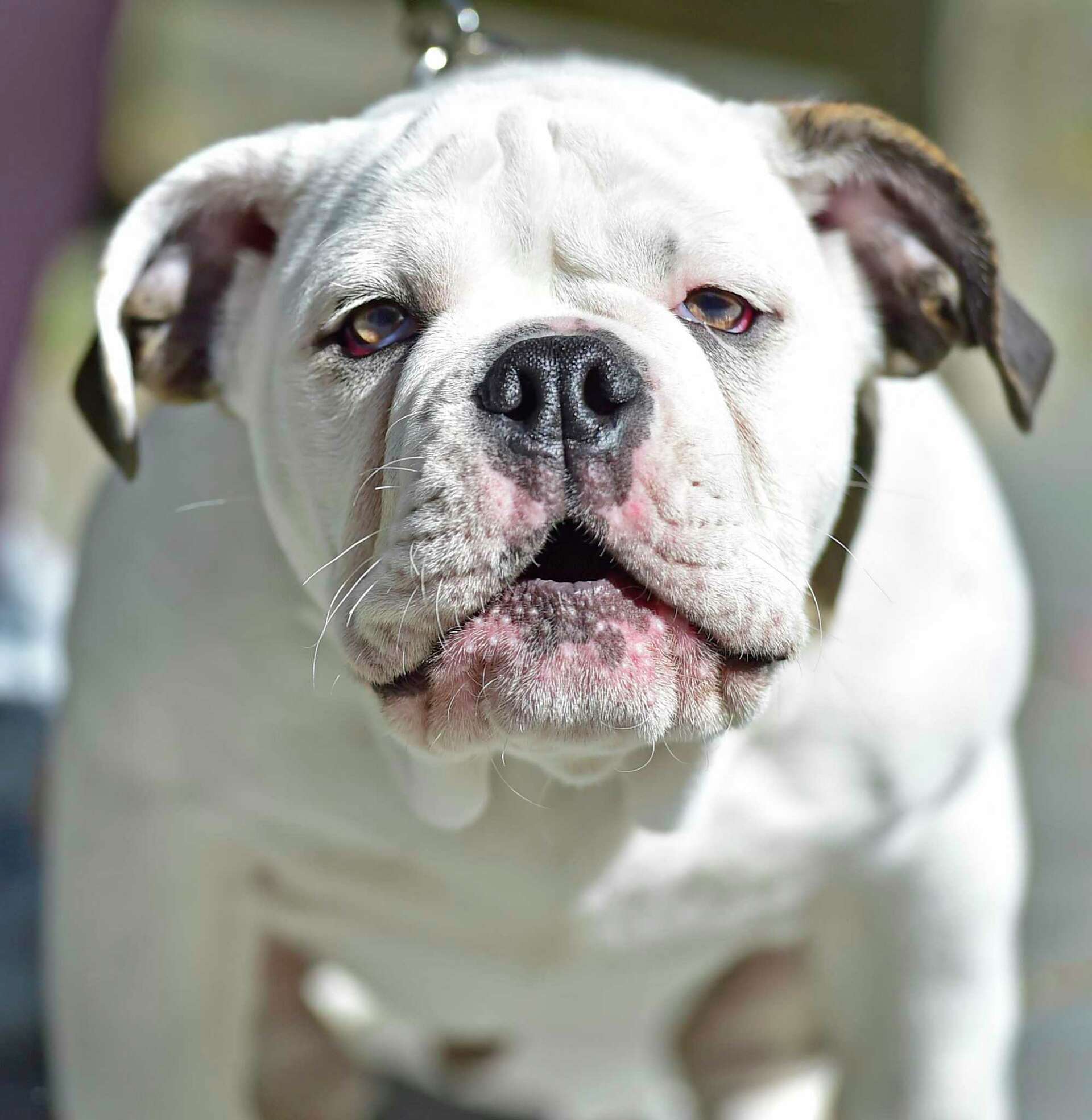 Meet Yale’s new Handsome Dan: ‘He absolutely knows he’s a star’