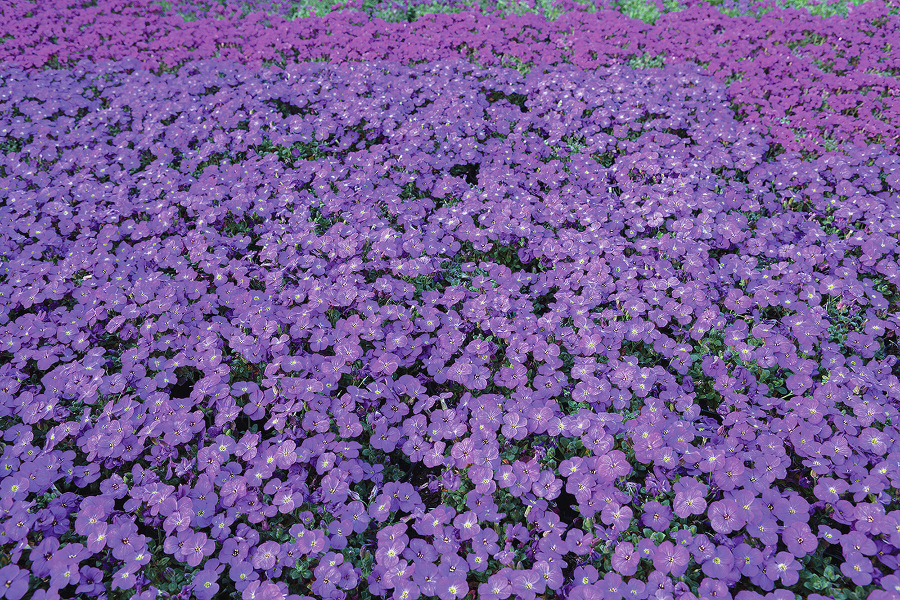 National Flower Of Greece Violet | Best Flower Site