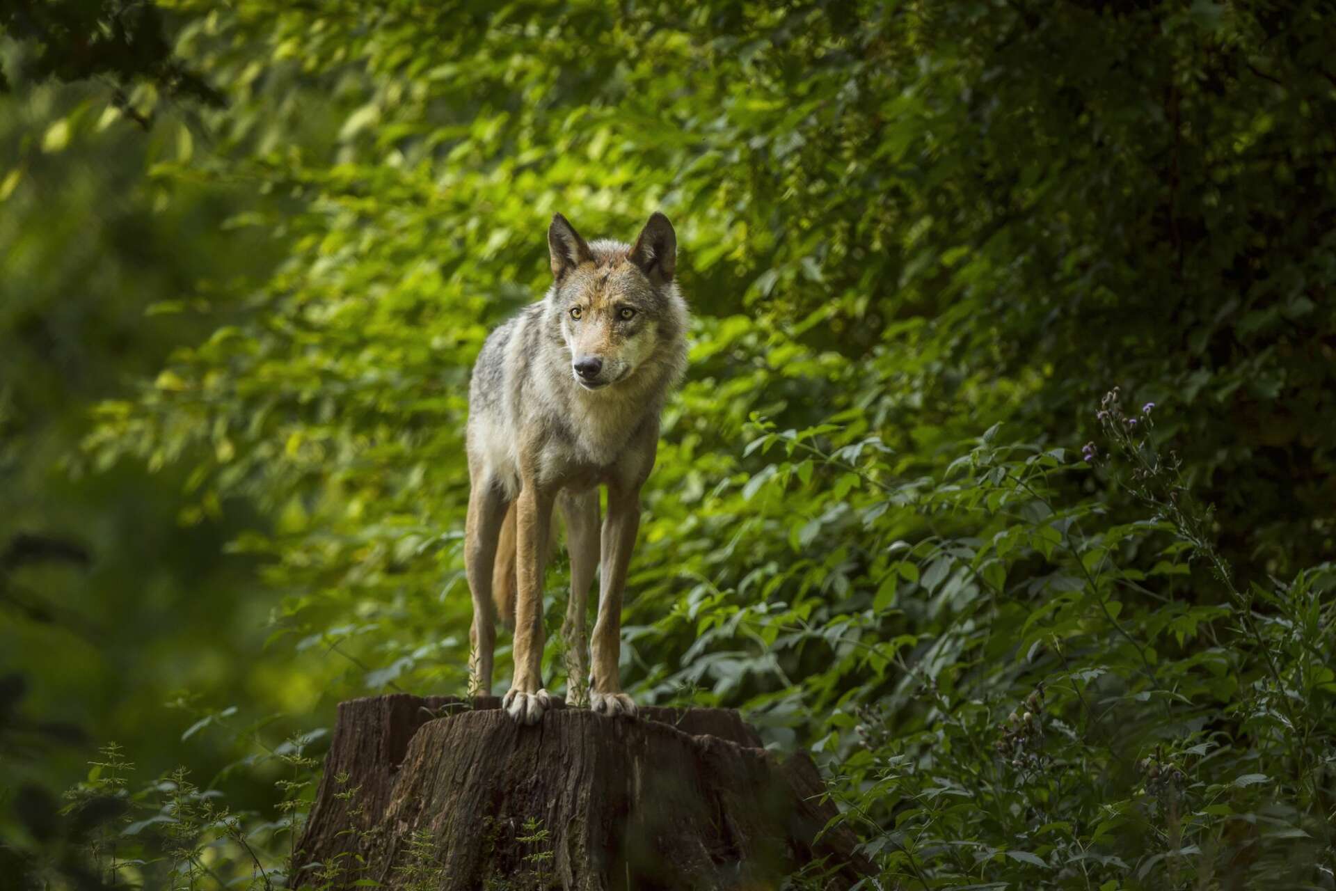 'We're thrilled': Another gray wolf has made its way to Northern California