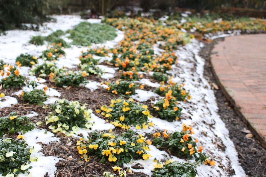 The big freeze devastated Houston's gardens. Here's how to rebuild yours.