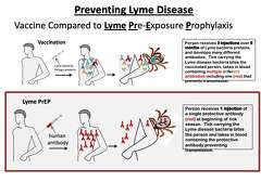 Relief for Lyme disease in humans may be on the way