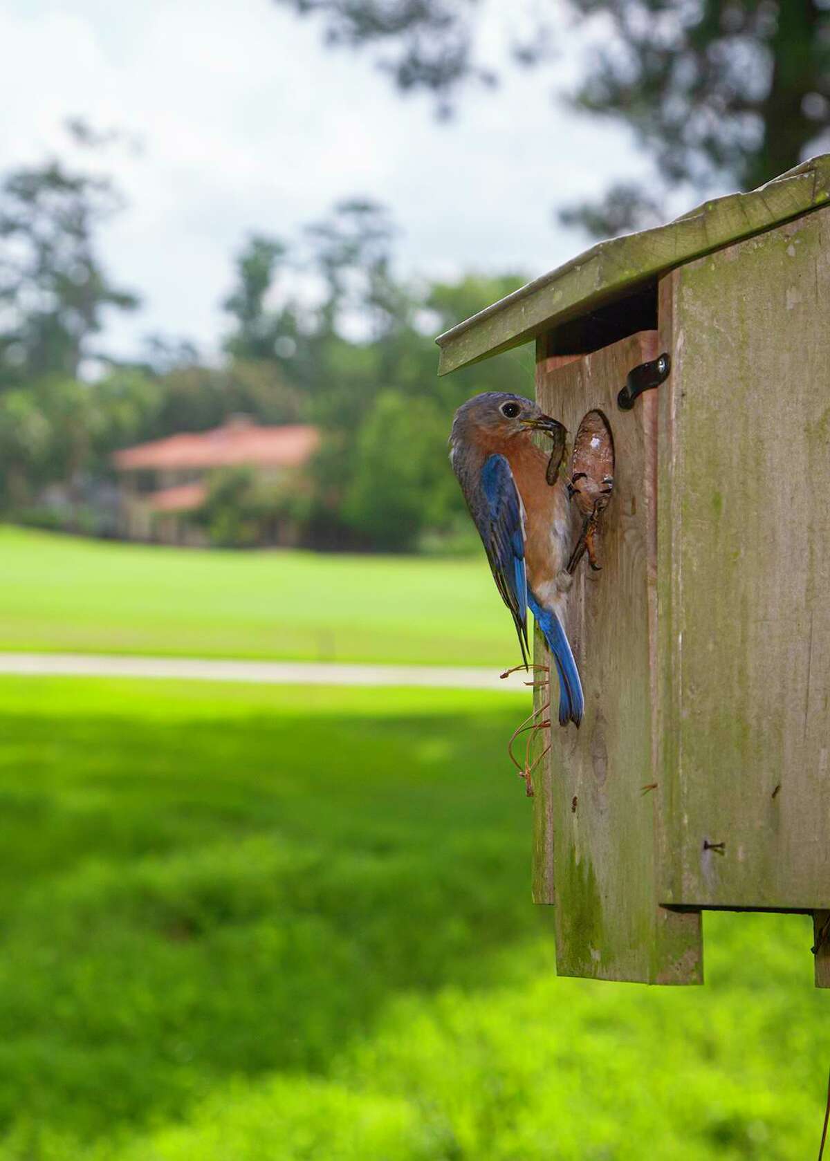 Eastern bluebirds nest in cozy wooden boxes in Texas backyards