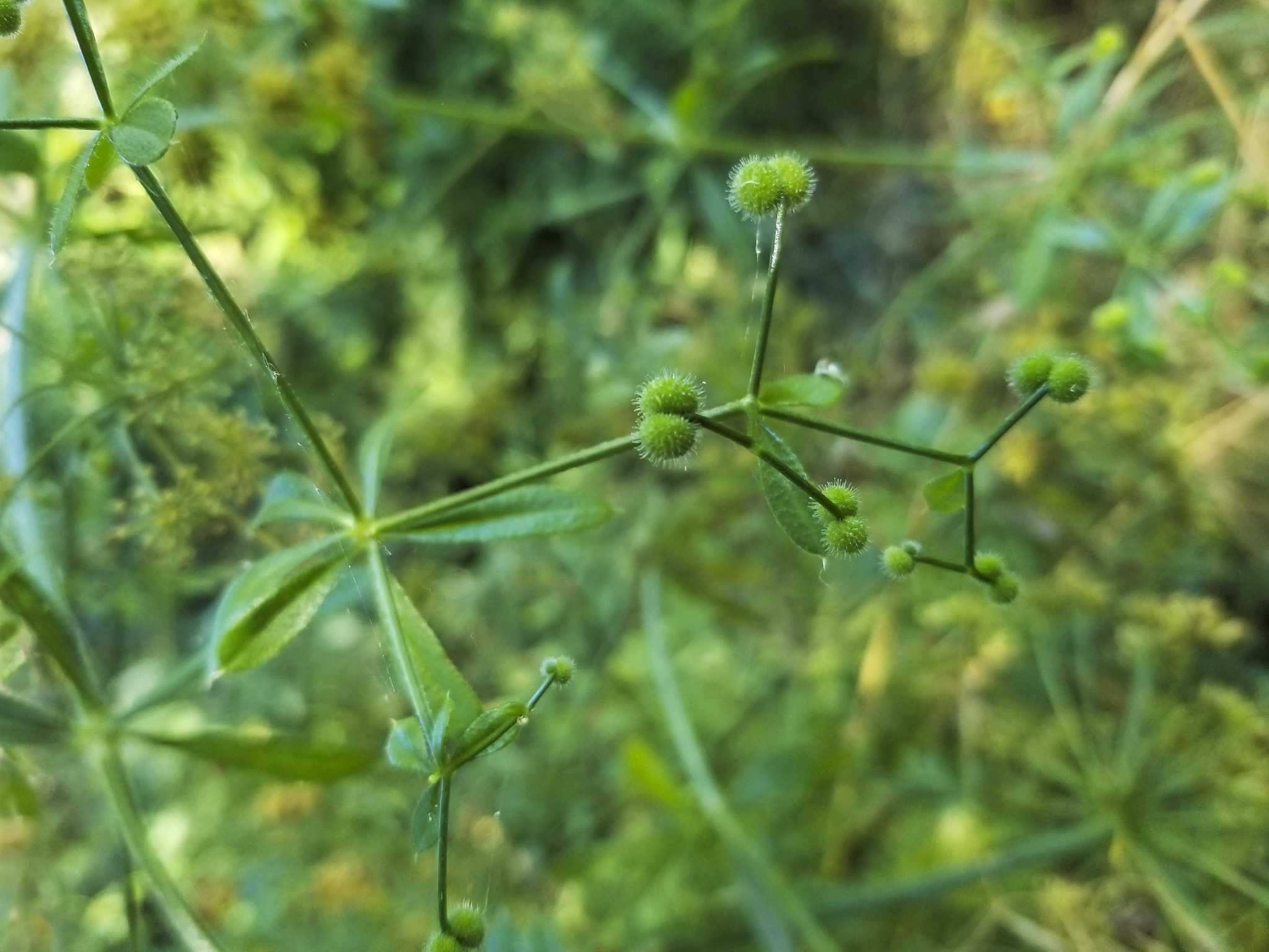 Battling tough weeds in your Texas lawn? Try these tactics