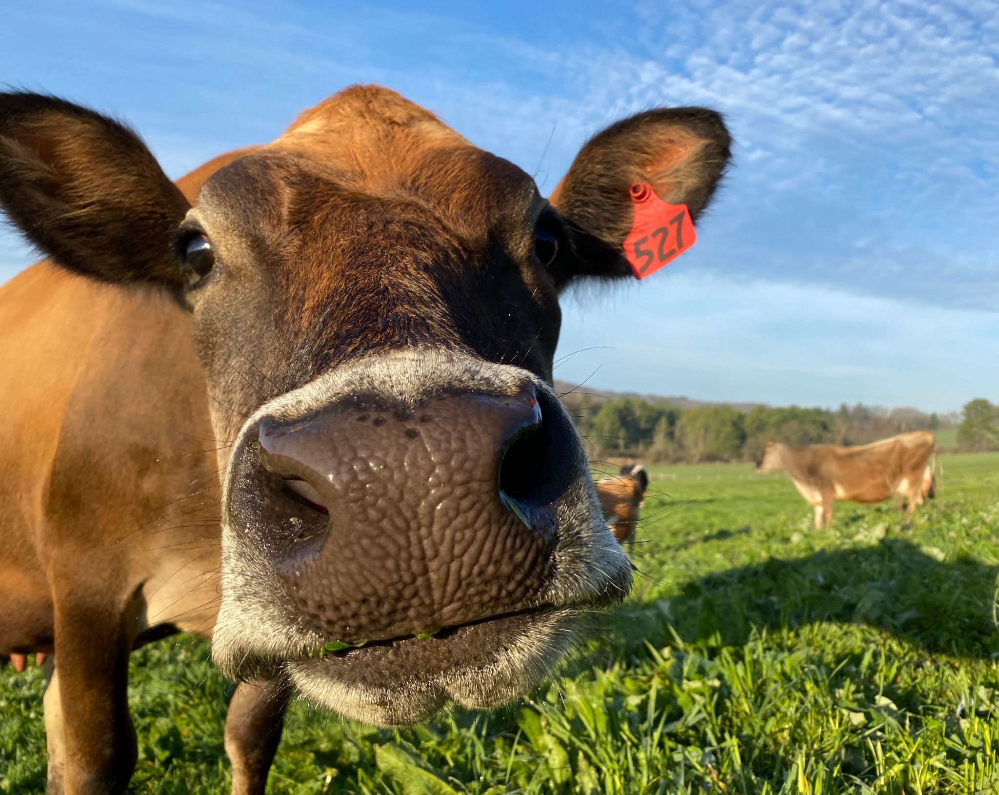 Can grass-fed cows save Hudson Valley’s small dairy farms?