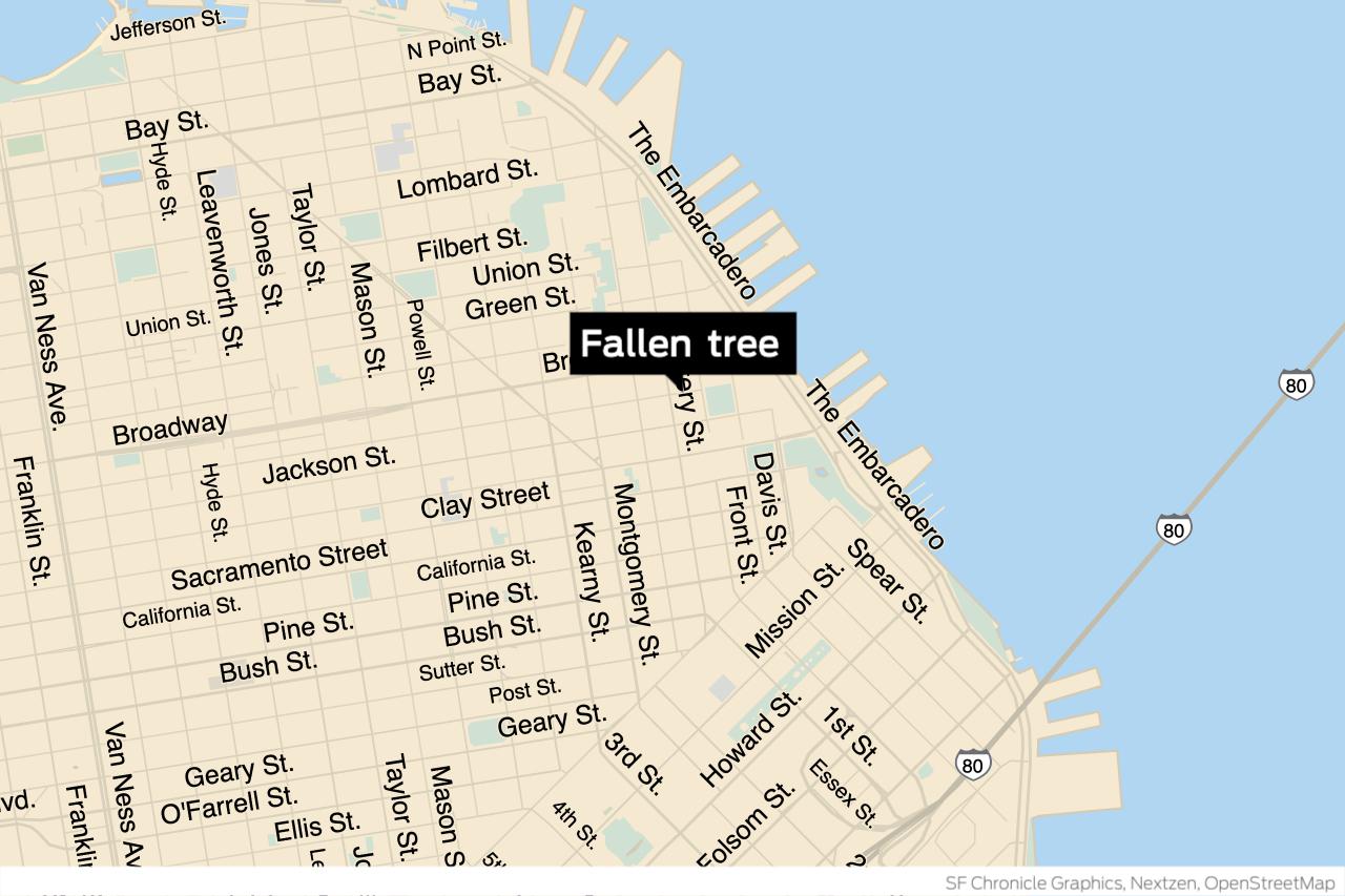 50-foot tree falls in San Francisco, injuring 1 person