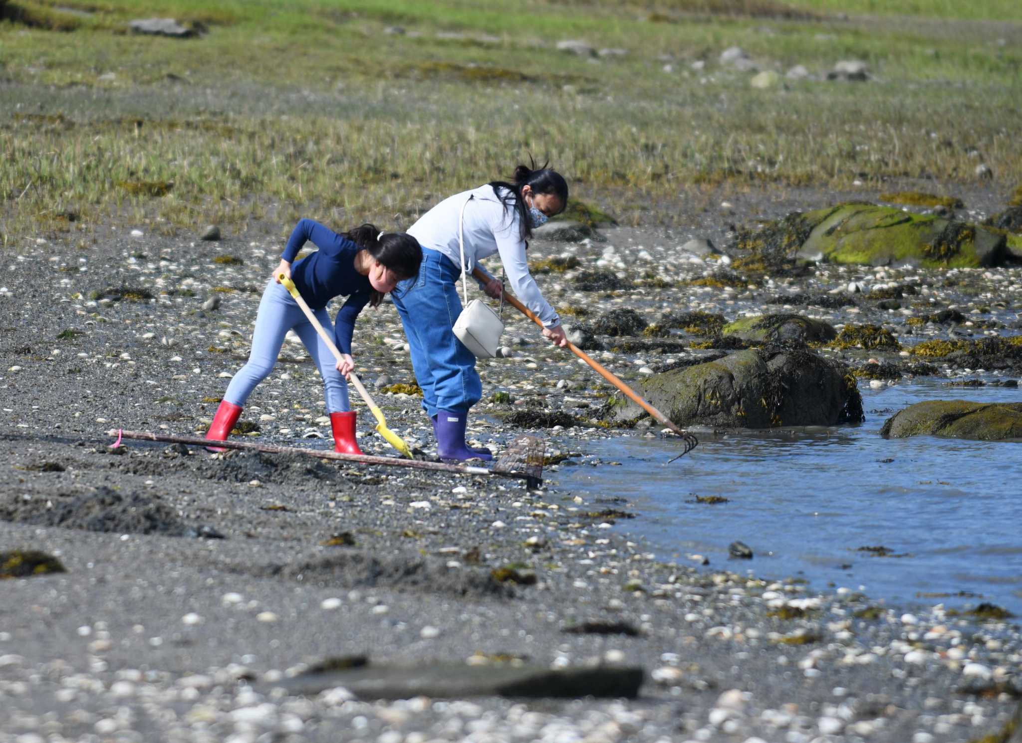 In Photos: Digging for shellfish at Greenwich Point