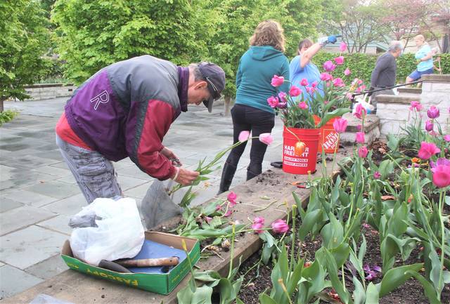 1,200 tulips: Gardeners digging up bulbs at LCCC