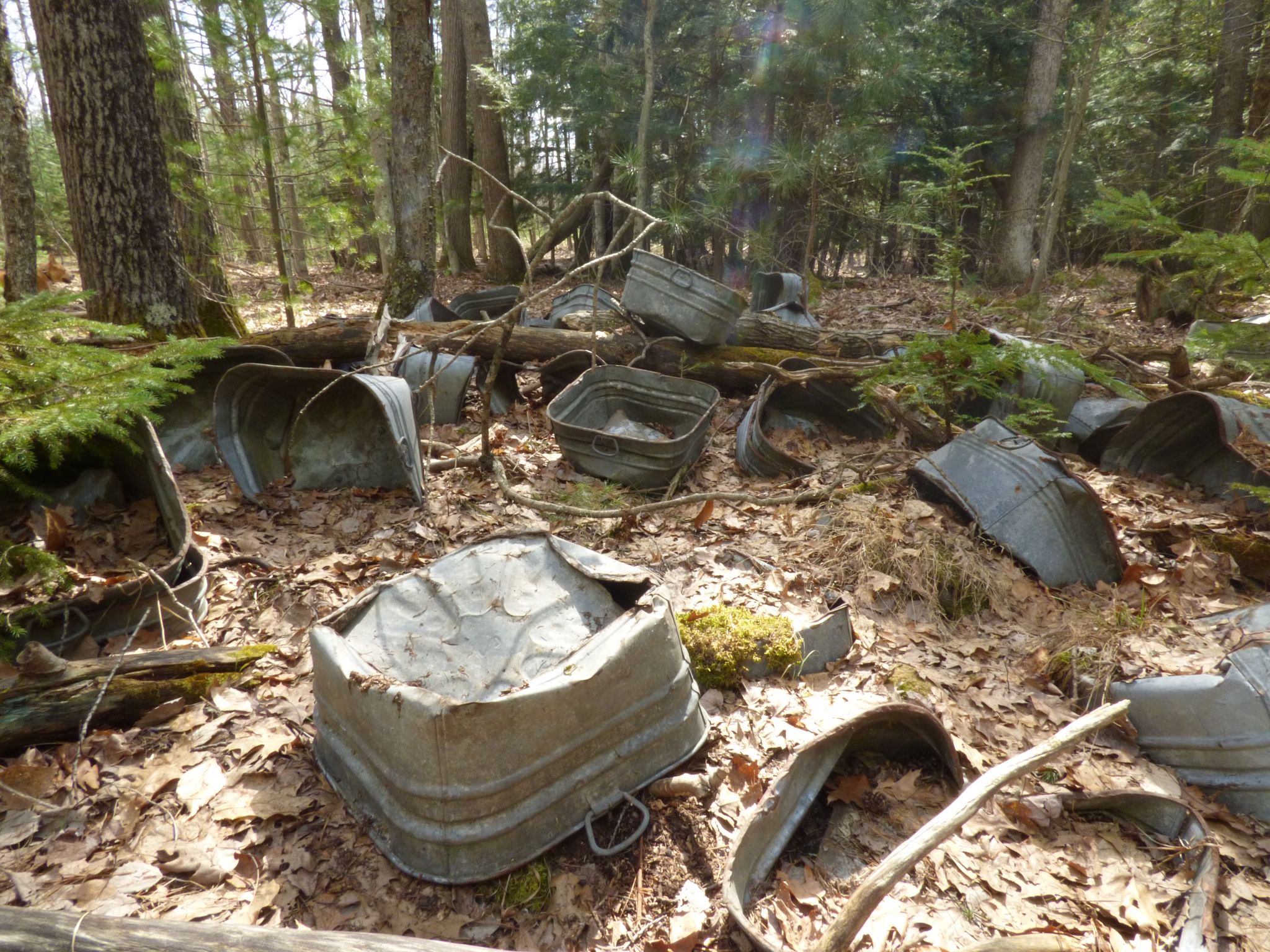 Volunteers needed to spruce up Arboretum Trail