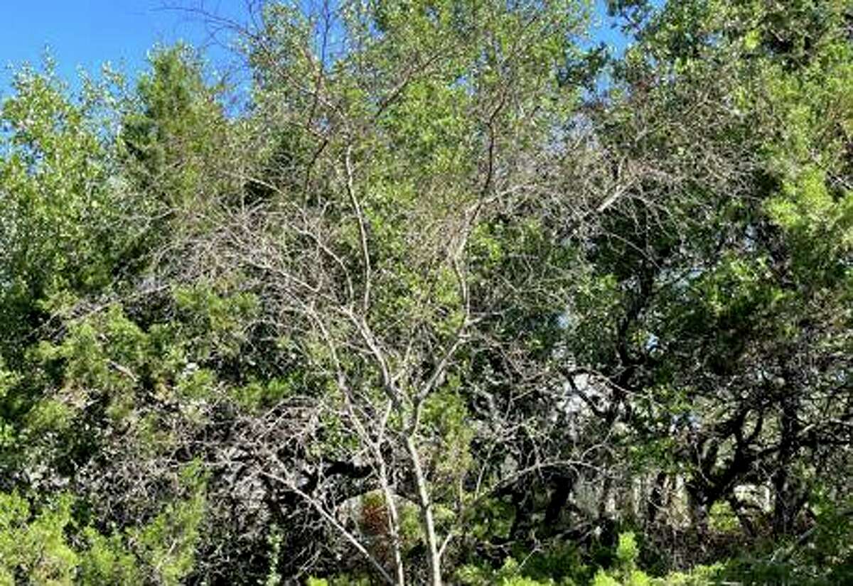 If your huisache hasn’t leafed out or greened up yet, it’s likely dead ...