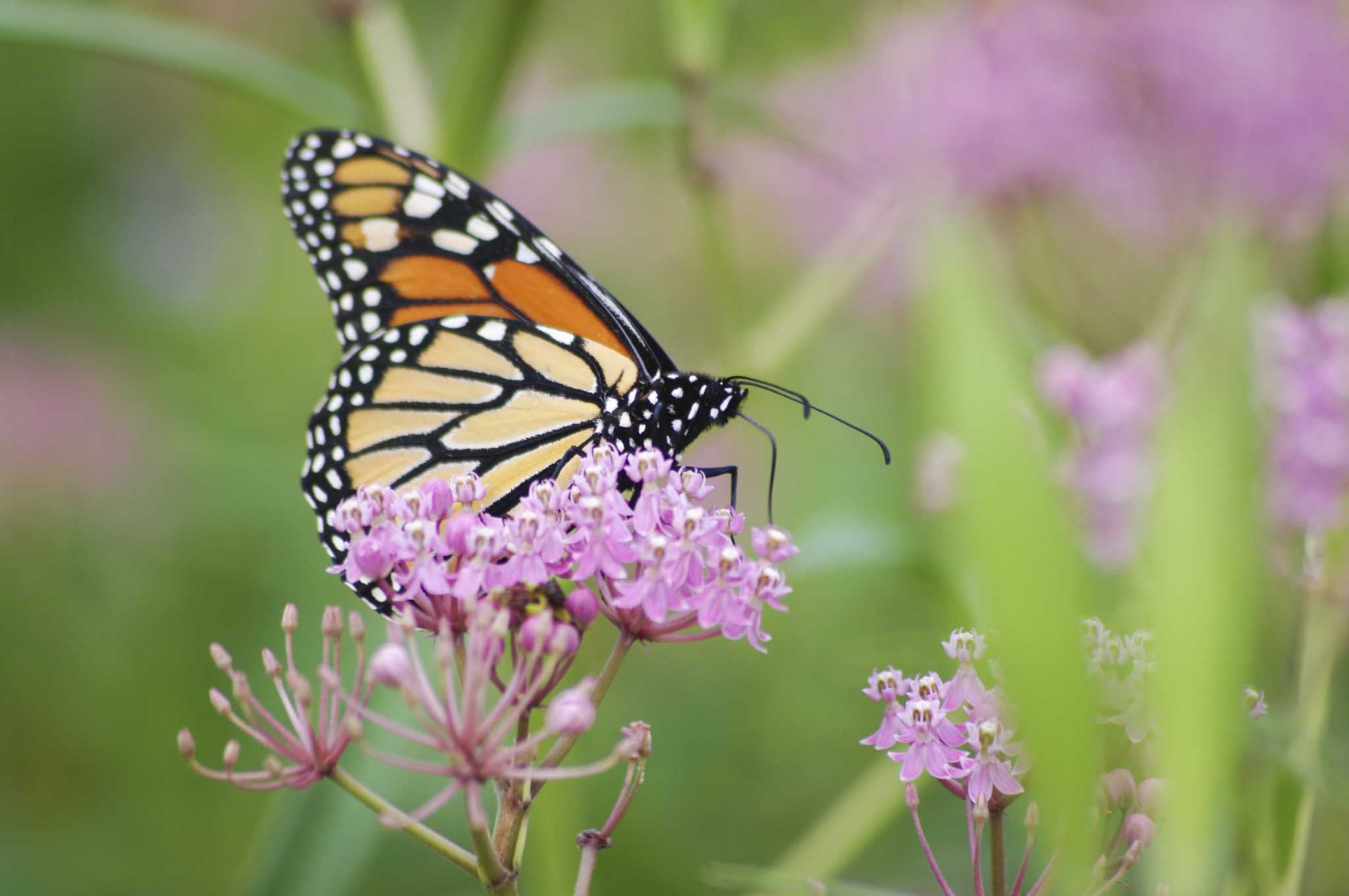 Monarch butterflies in midst of northern migration