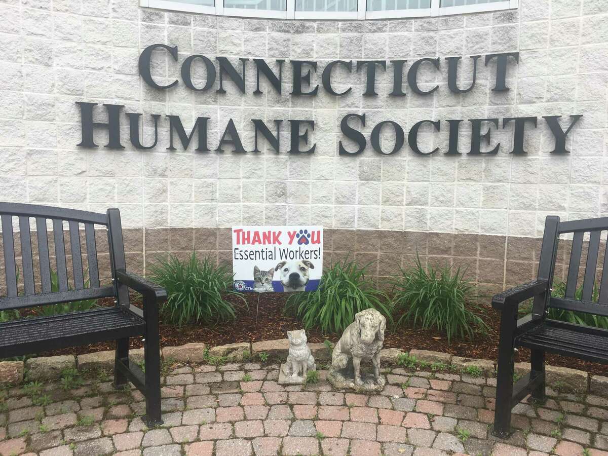 CT animal shelters not seeing pandemic returns despite national trend