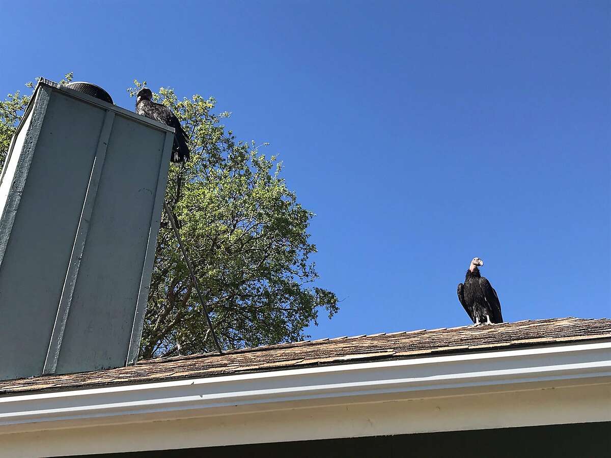 There are only about 200 California condors in the wild. About 10% ...