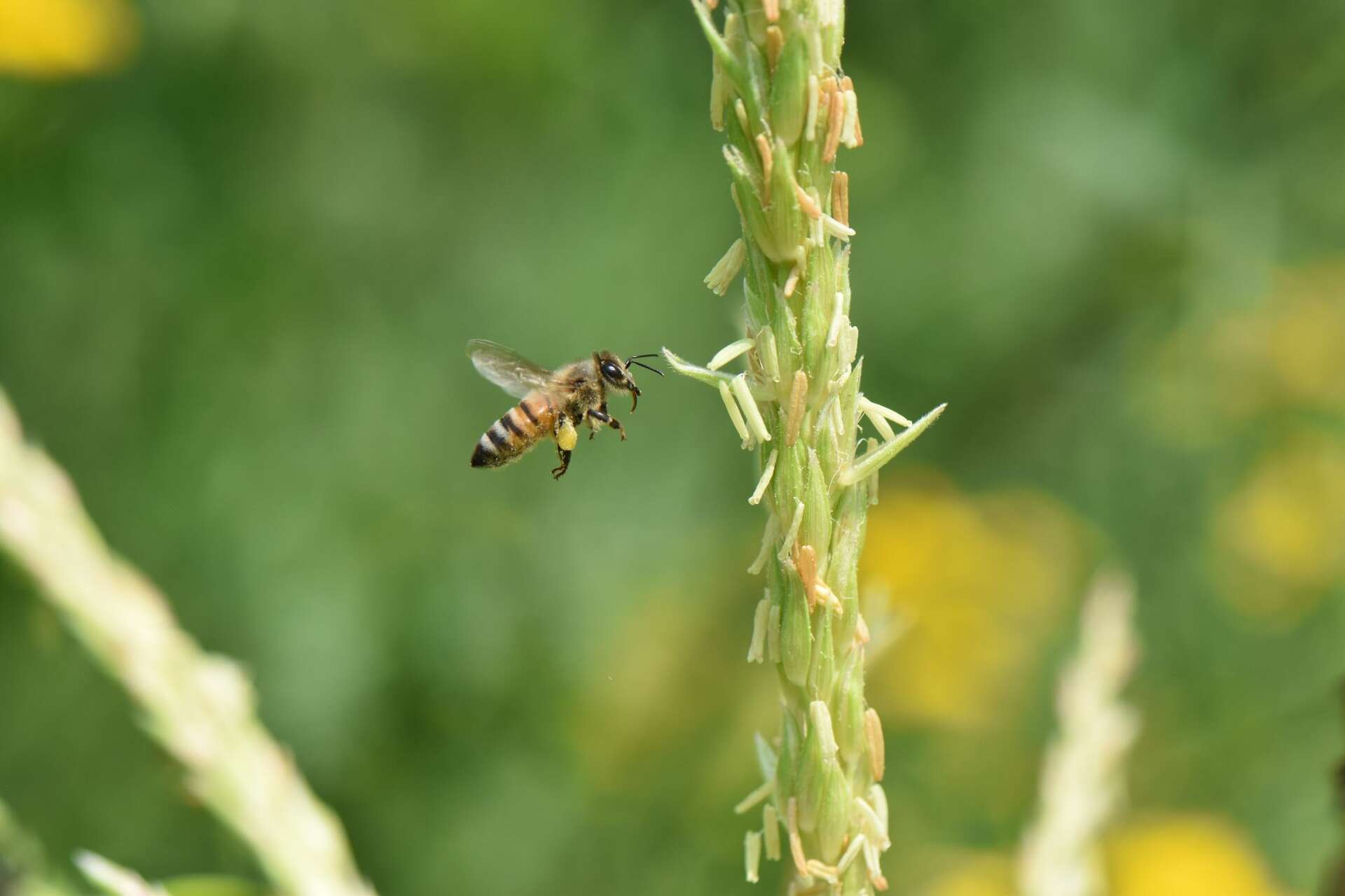 Friend or foe? A guide to New York’s bees and wasps
