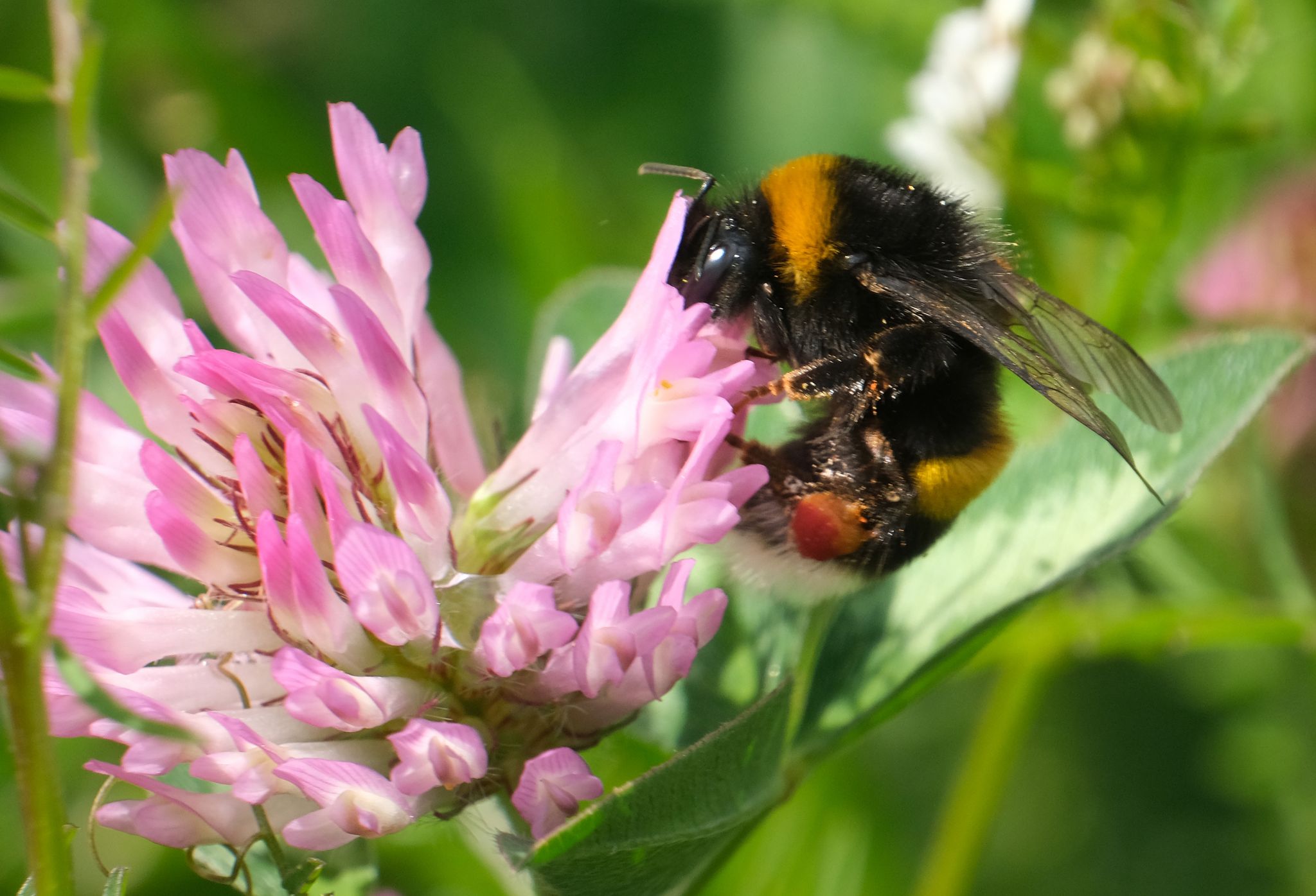 New York bees, pollinators threatened by local extinction