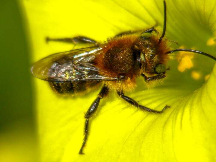 Friend or foe? A guide to New York’s bees and wasps