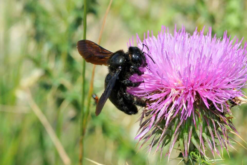 Friend or foe? A guide to New York’s bees and wasps