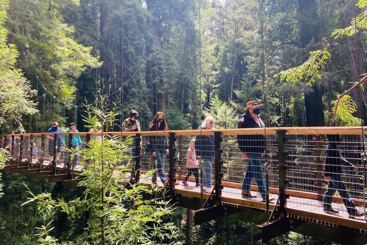 What it's like to hike 100 feet off the ground in a California redwood ...