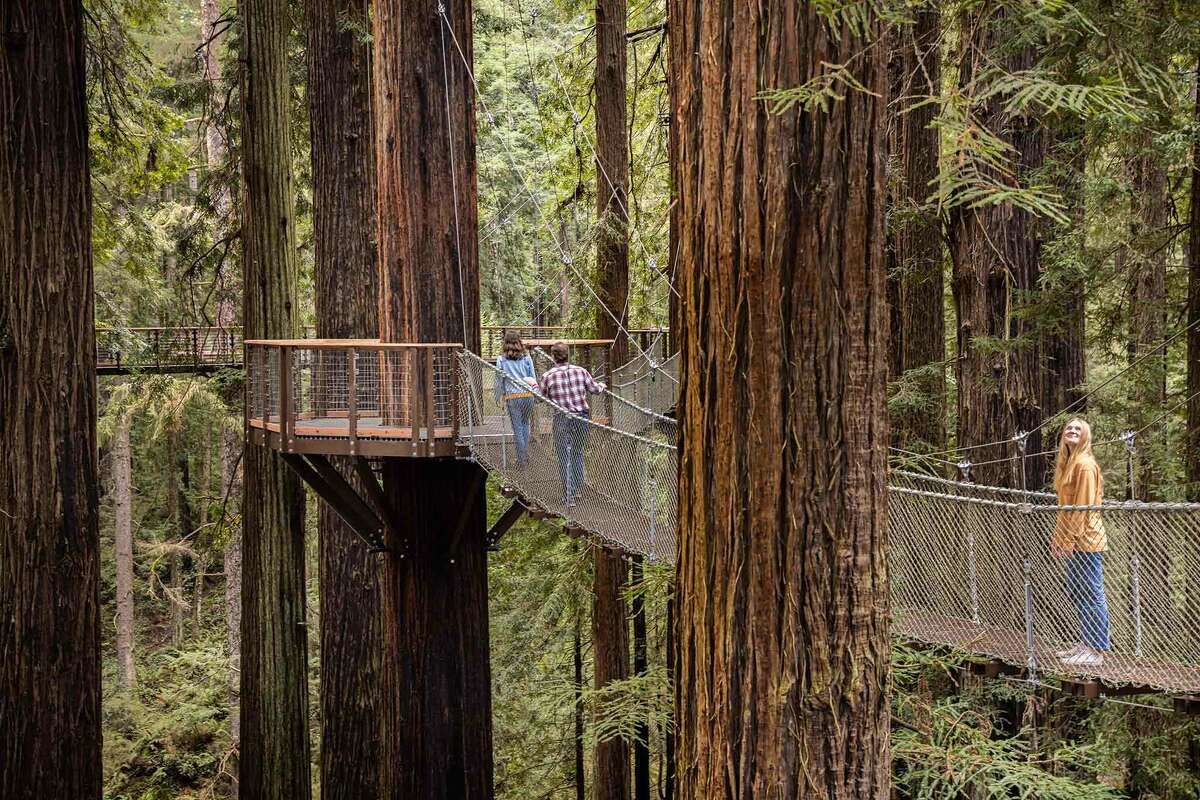 What it's like to hike 100 feet off the ground in a California redwood ...