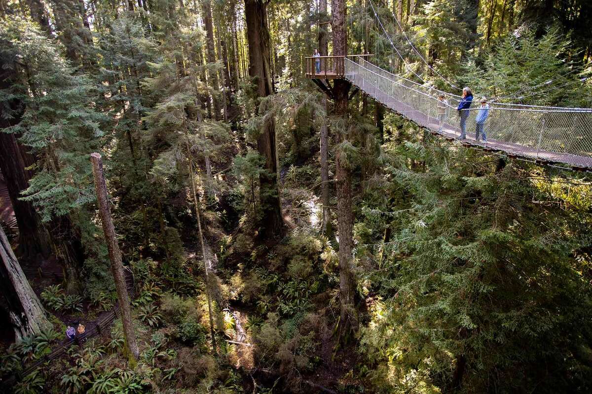 What it's like to hike 100 feet off the ground in a California redwood ...