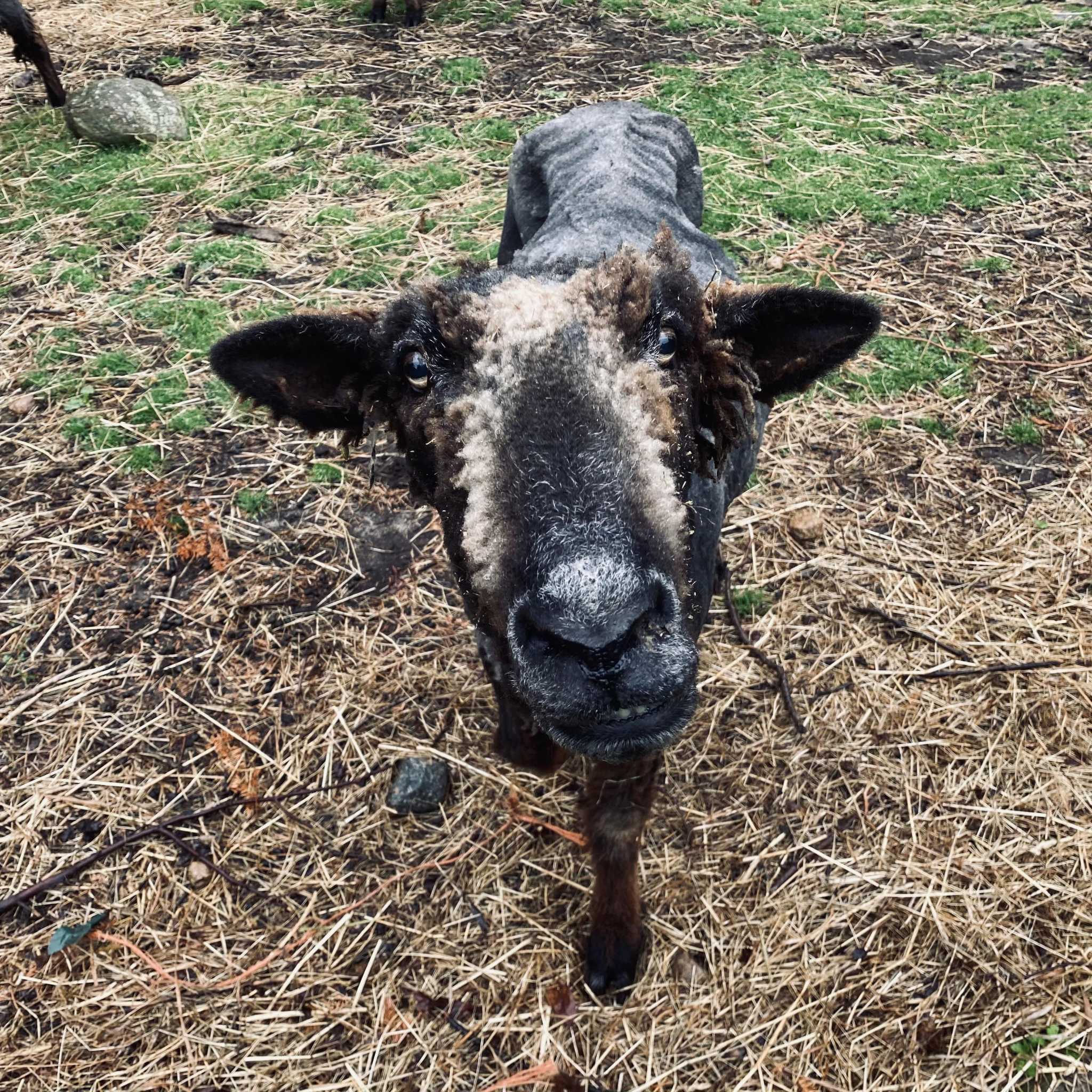 Shearing for spring: Darien sheep wool will contribute to state blanket