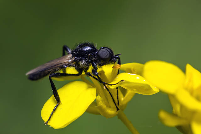 Buffalo gnats back with a vengeance