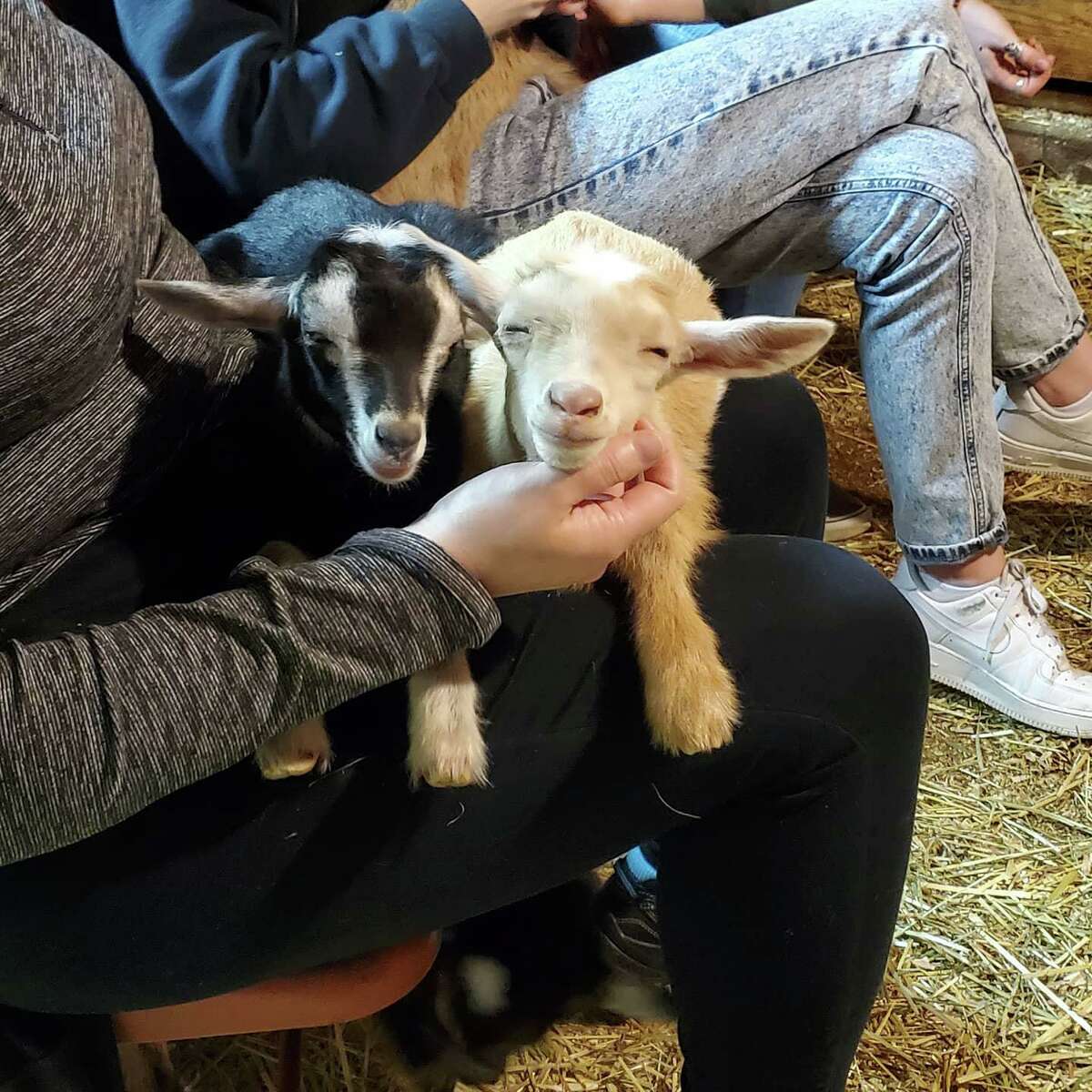 Cuddling Goats