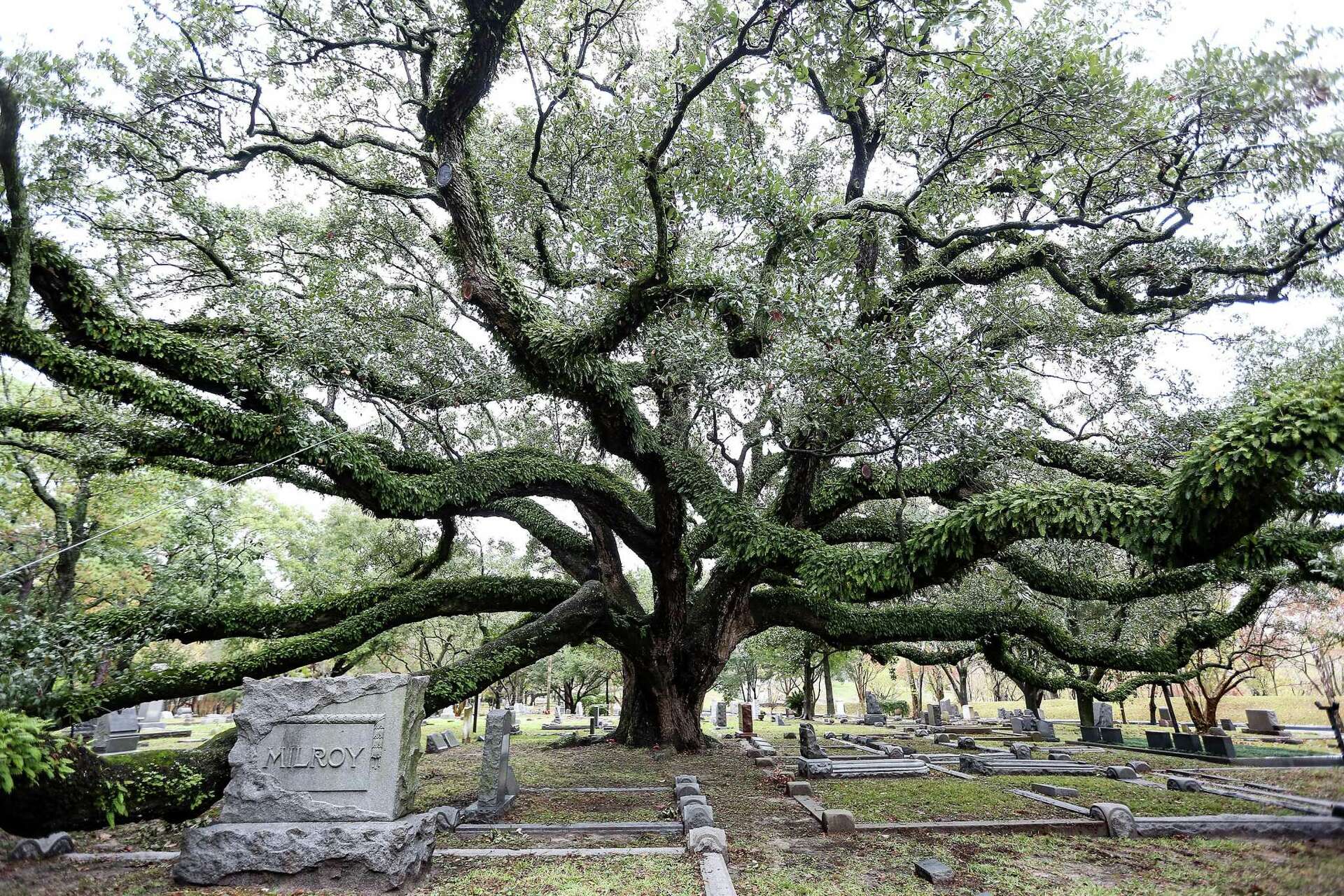 houston native trees