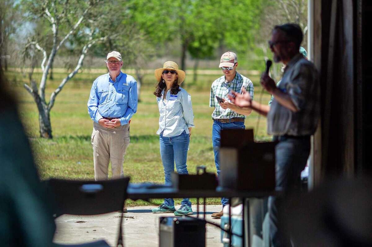 Texas olive trees hammered by February freeze. State’s olive industry ...