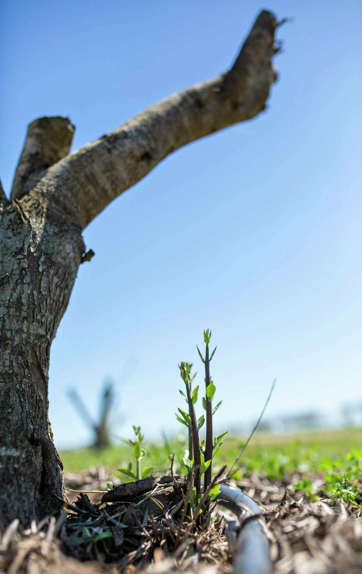 Texas olive trees hammered by February freeze. State’s olive industry ...