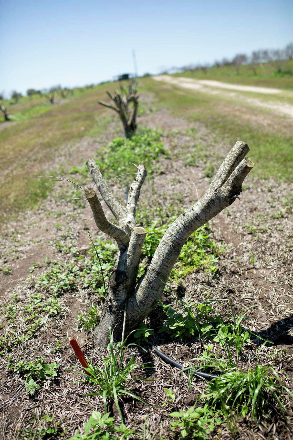 Texas olive trees hammered by February freeze. State’s olive industry ...