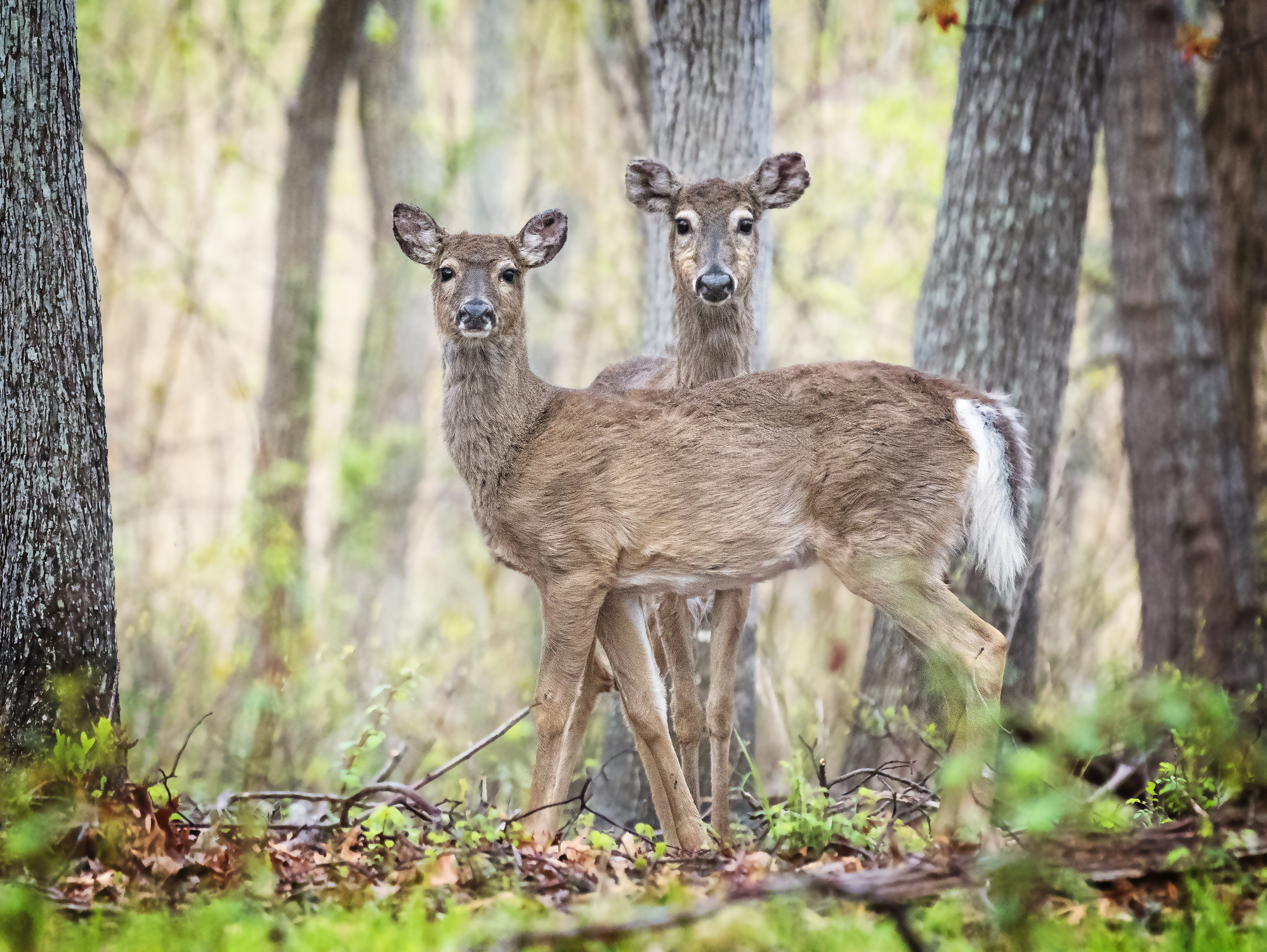 EHD virus blamed in death of two deer in Ulster County